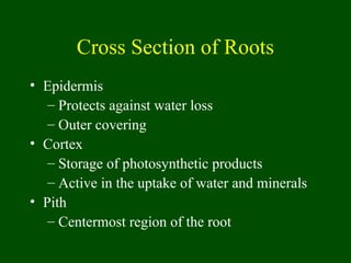 Roots & stems moodle | PPT | Gardening | Home & Garden