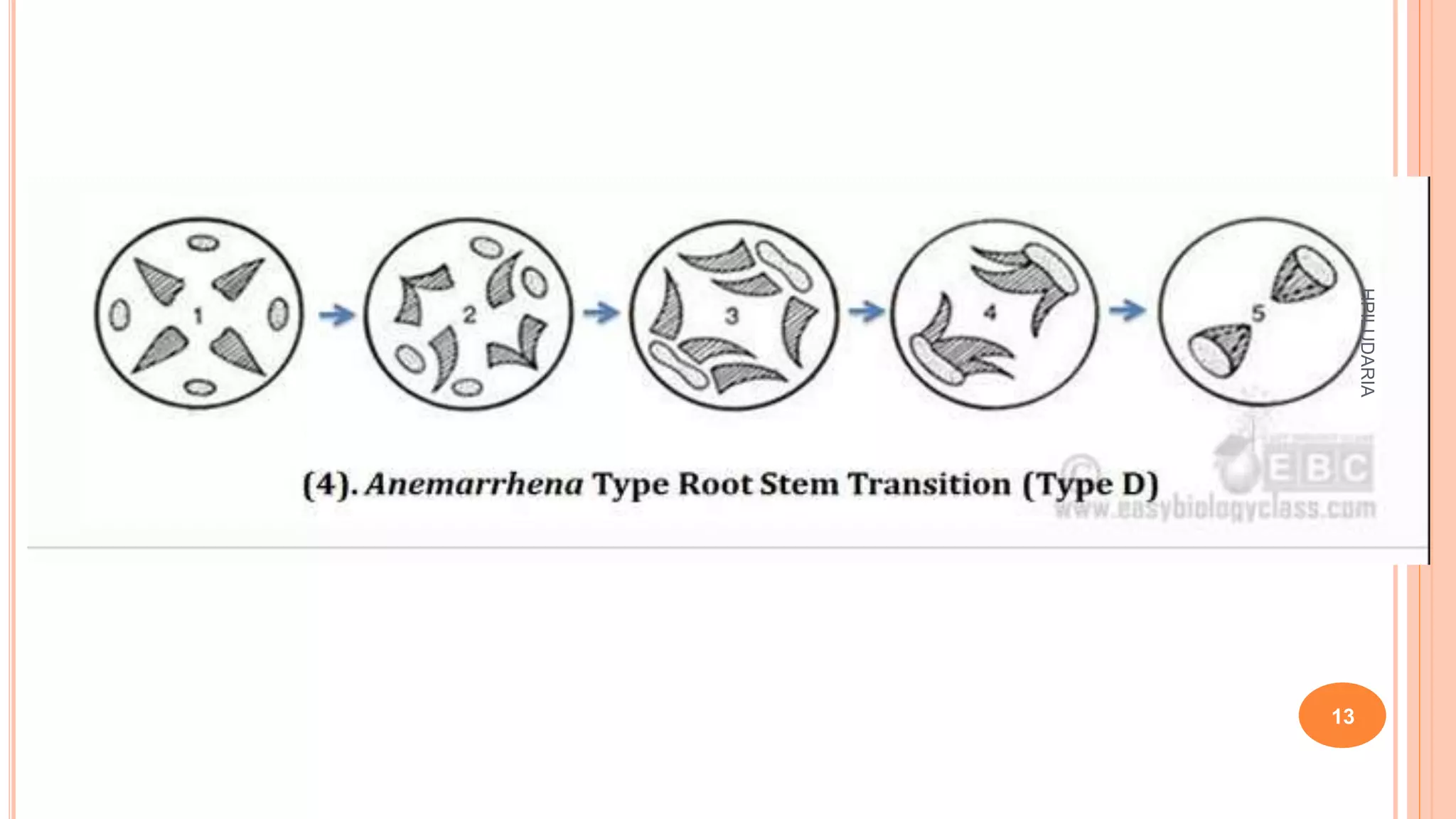 Root stem transition | PPTX