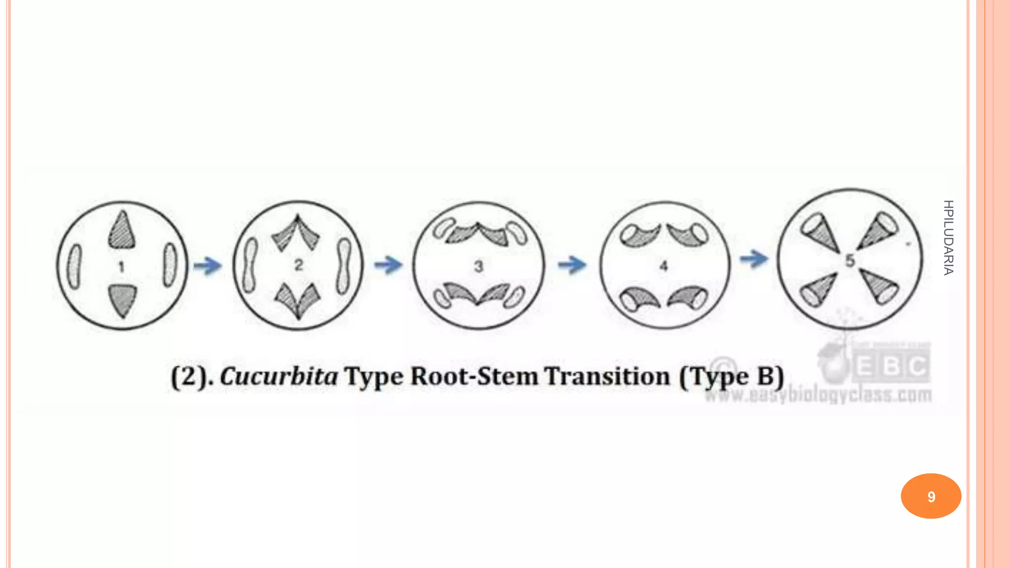 Root stem transition | PPTX
