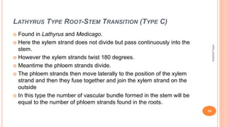 Root stem transition | PPTX