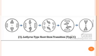 Root stem transition | PPTX