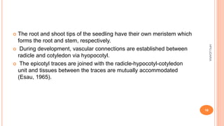 Root stem transition | PPTX