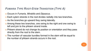 Root stem transition | PPTX