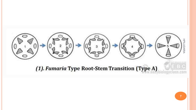 Root stem transition | PPTX | Gardening | Home & Garden