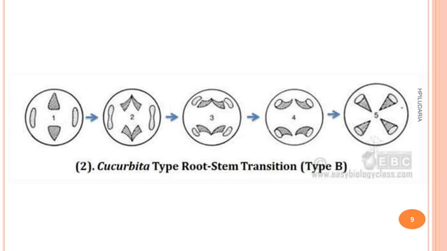 Root stem transition | PPTX | Gardening | Home & Garden