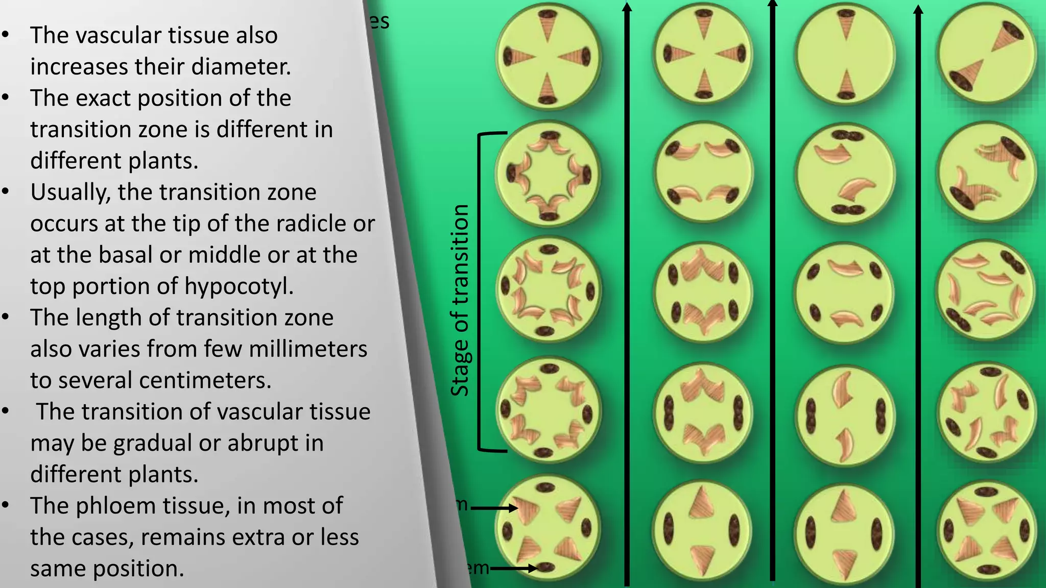 Root stem transition | PPTX