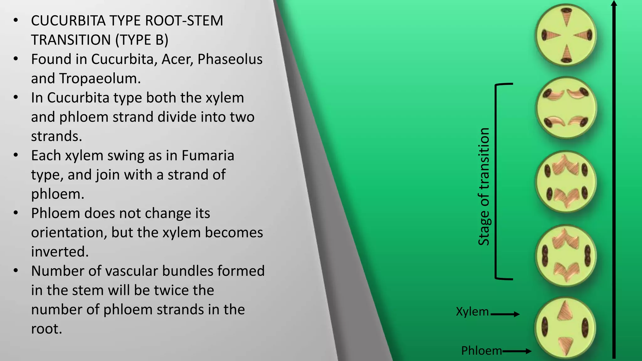 Root stem transition | PPTX