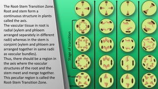 Root stem transition | PPTX
