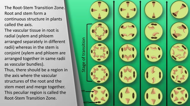 Root stem transition | PPTX
