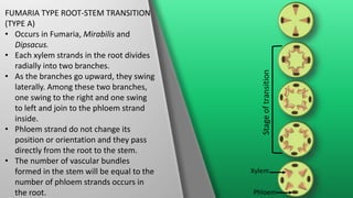 Root stem transition | PPTX