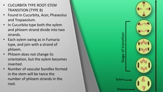 Root stem transition | PPTX