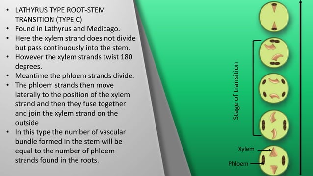 Root stem transition | PPTX
