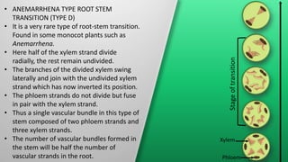 Root stem transition | PPTX