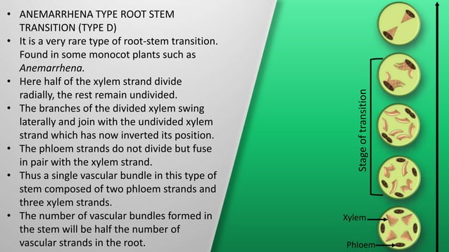 Root stem transition | PPTX