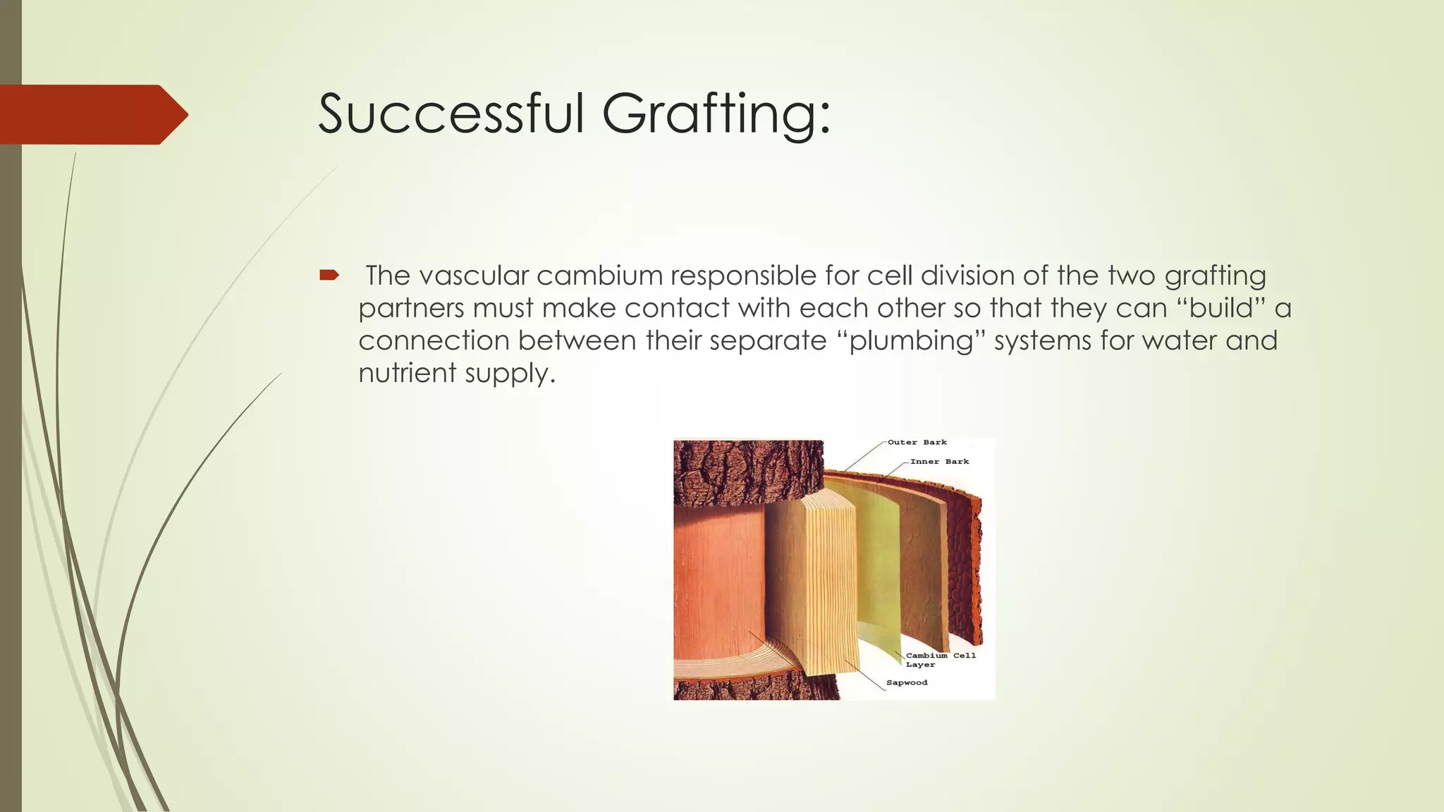 Rootstock and its impact on crop production | PDF