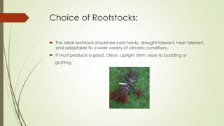 Rootstock and its impact on crop production | PDF