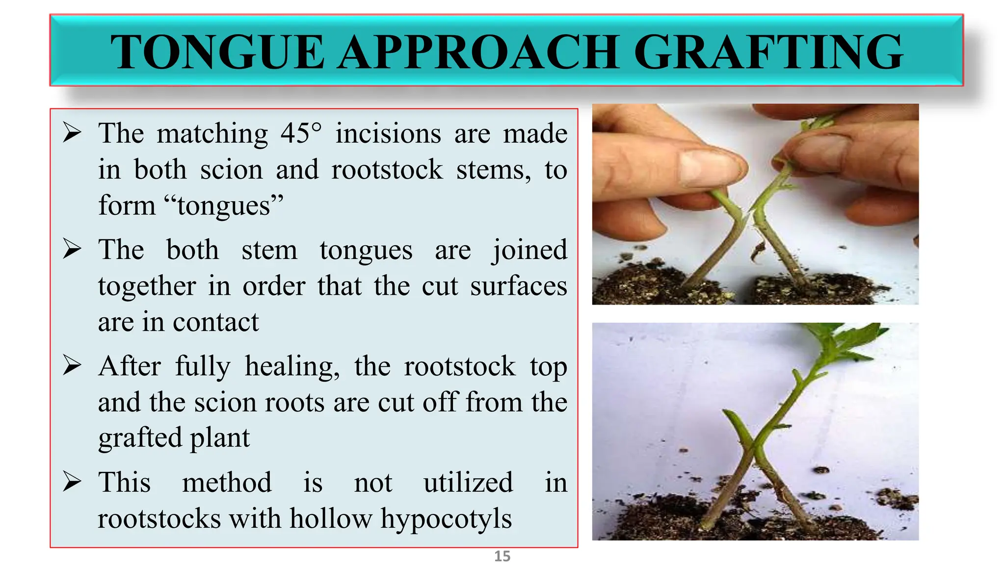 Vegetable grafting: A new crop improvement approach.pptx