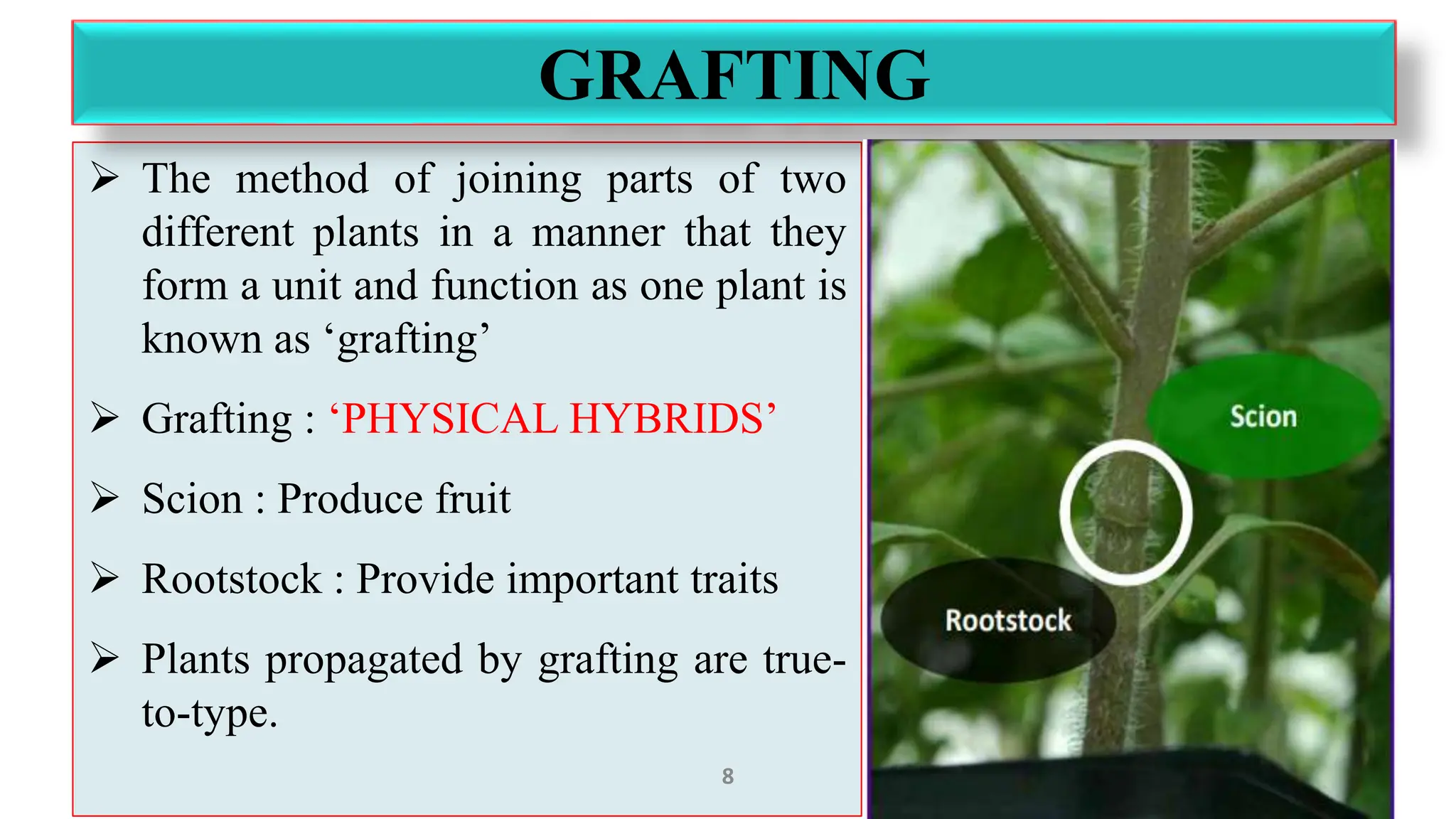 Vegetable grafting: A new crop improvement approach.pptx