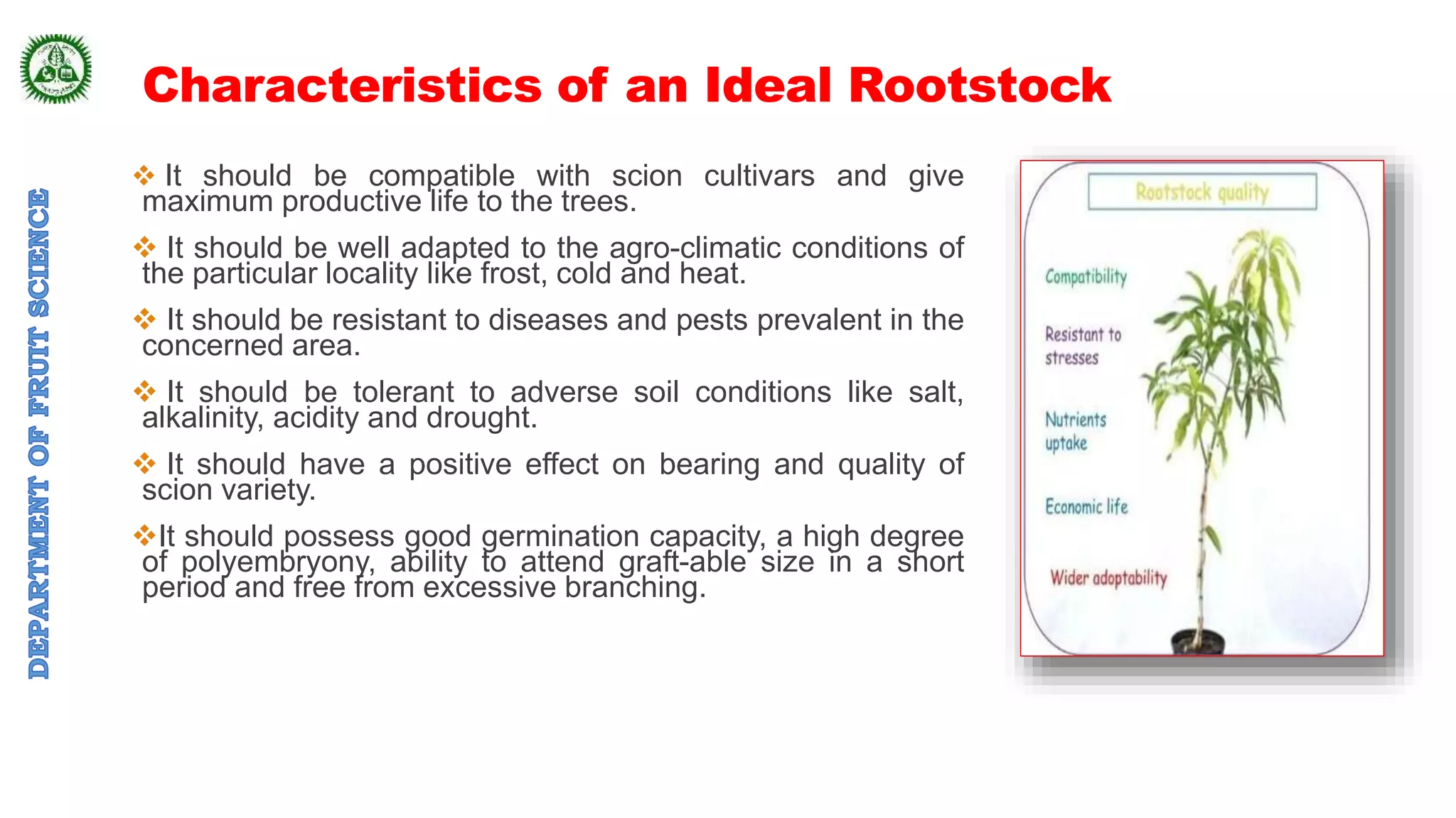 Rootstocks For Tropical and Subtropical Fruit Crops.pptx