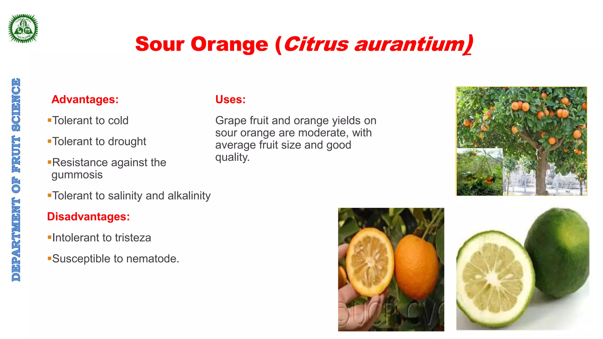 Rootstocks For Tropical and Subtropical Fruit Crops.pptx