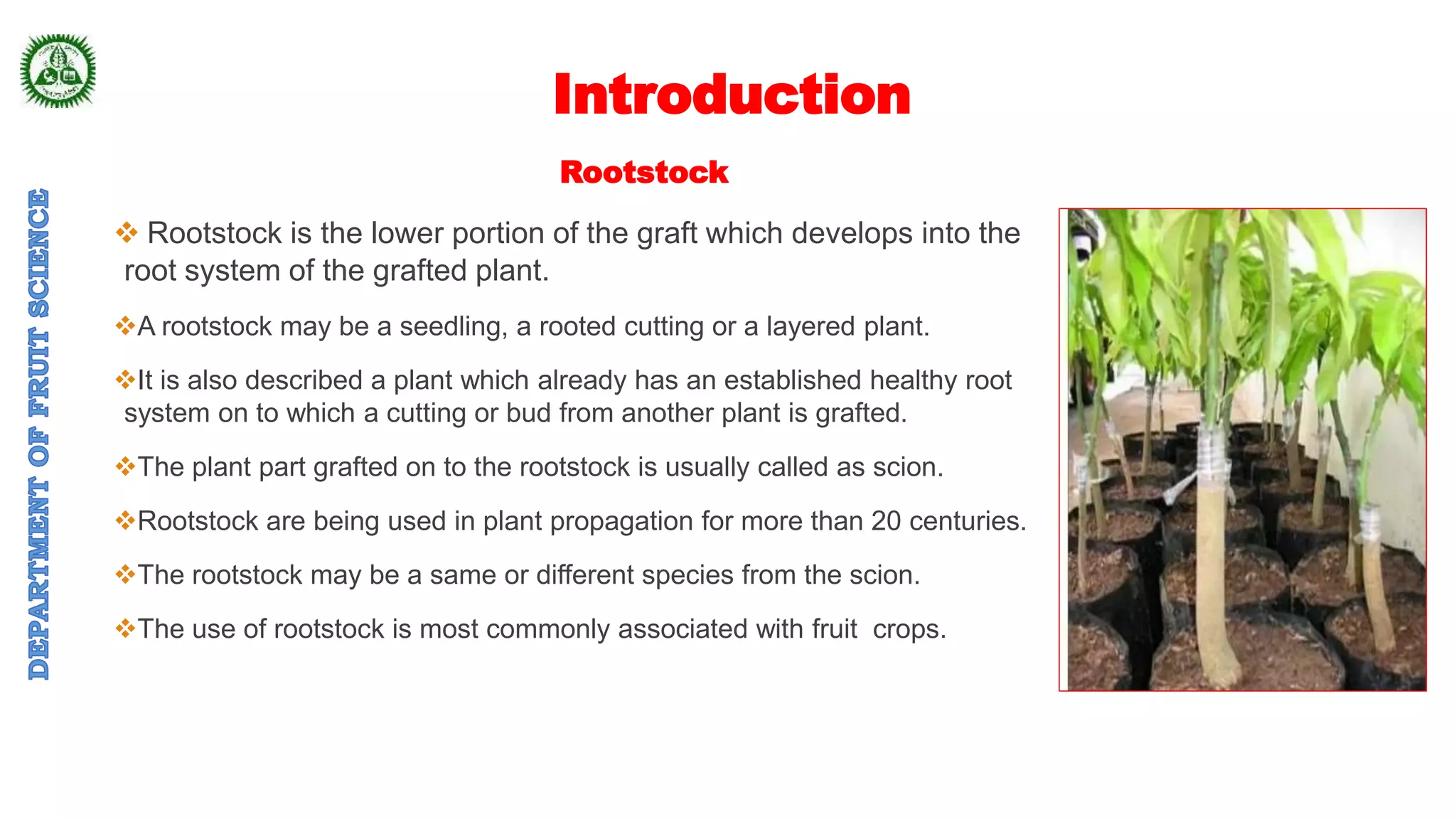 Rootstocks For Tropical and Subtropical Fruit Crops.pptx