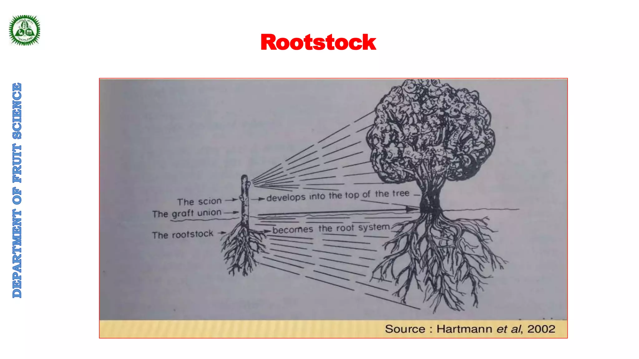 Rootstocks For Tropical and Subtropical Fruit Crops.pptx
