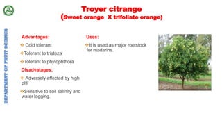Rootstocks For Tropical and Subtropical Fruit Crops.pptx