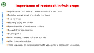 Sub Tropical Root System