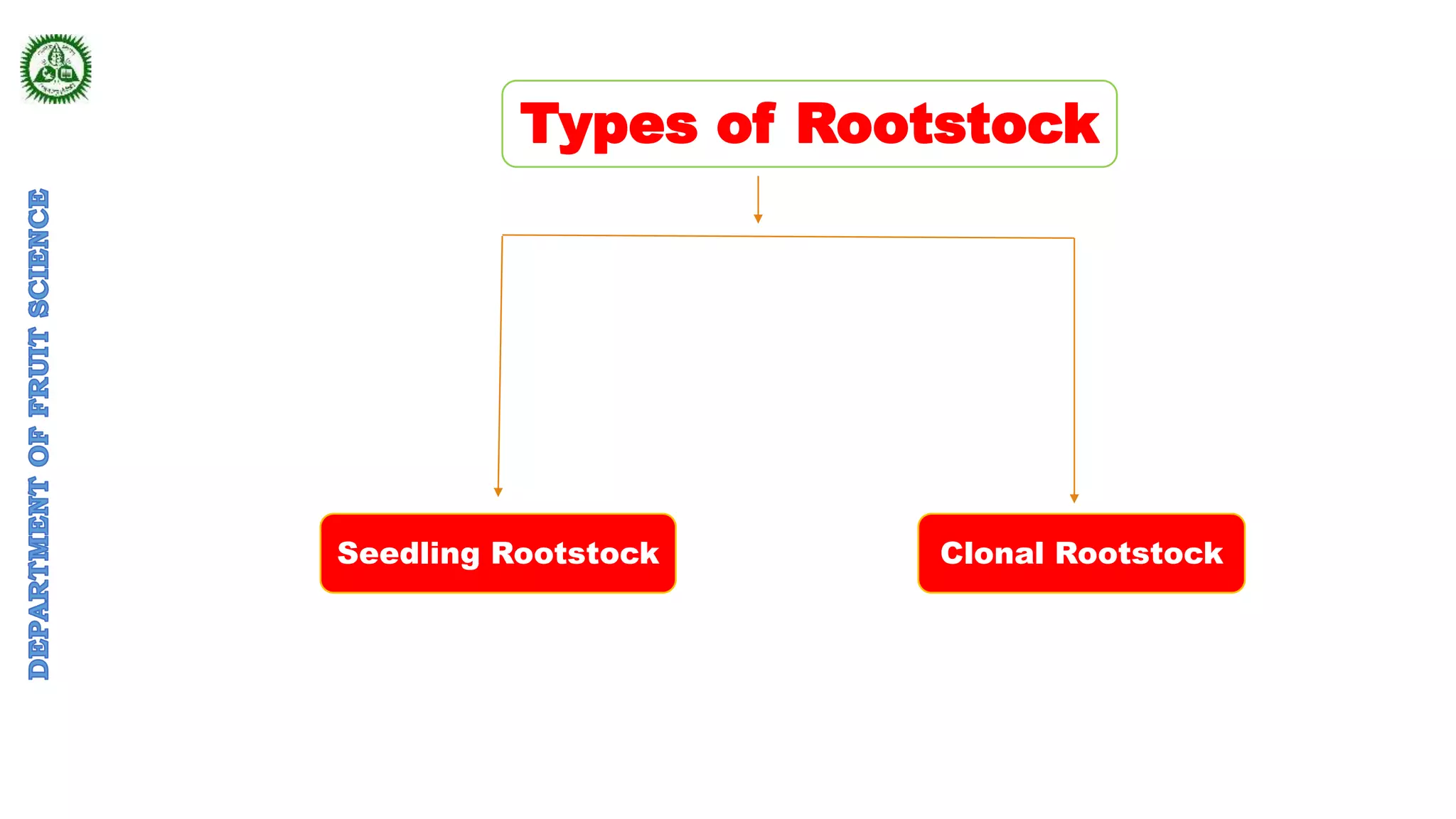 Rootstock For Tropical and Subtropical Fruit Crops.pptx