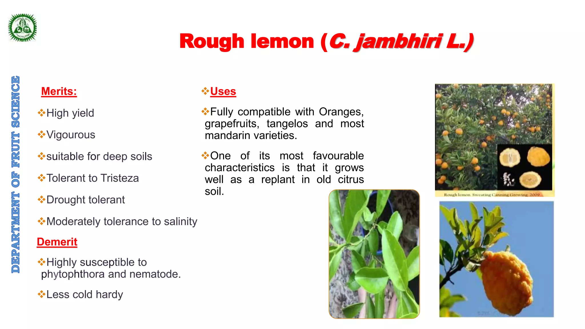 Rootstock For Tropical and Subtropical Fruit Crops.pptx