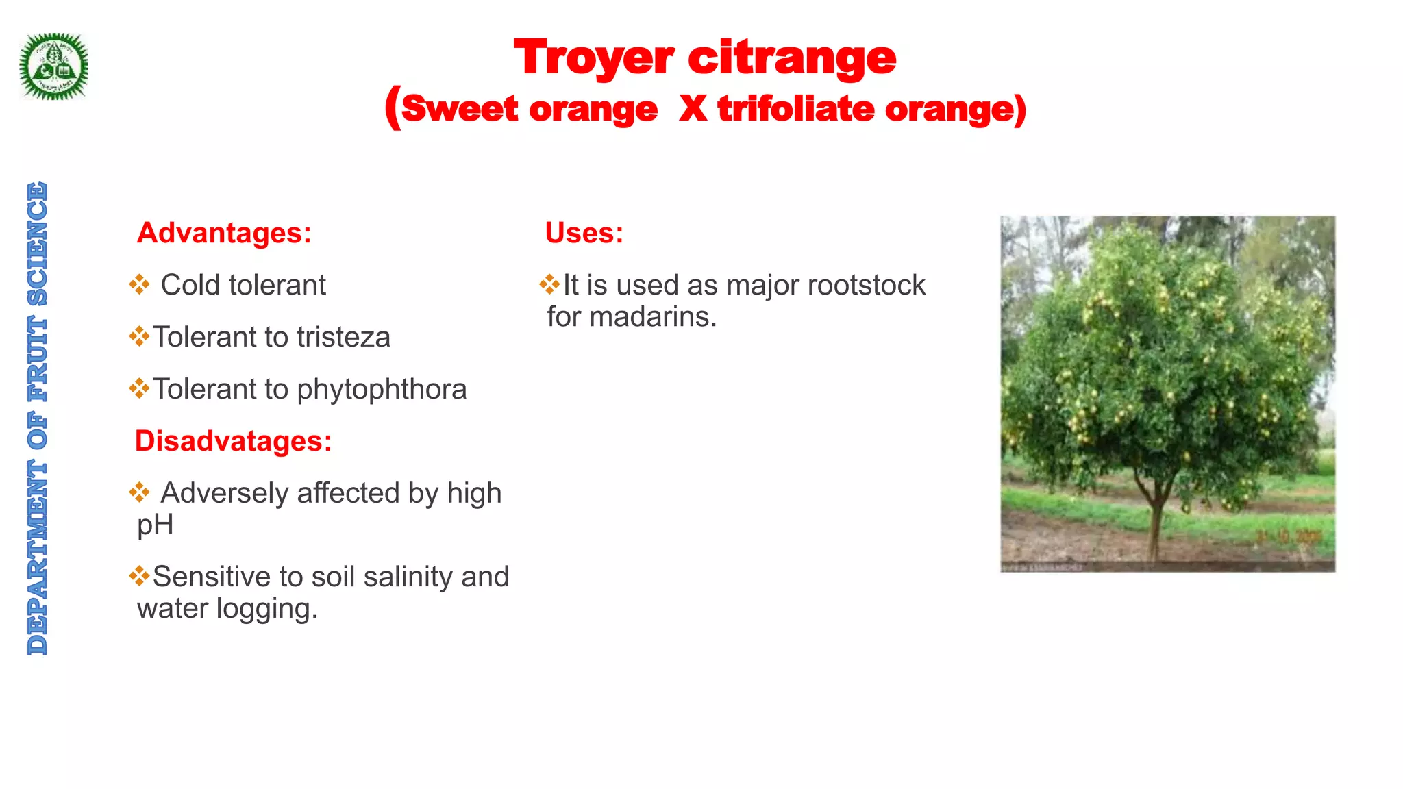 Rootstock For Tropical and Subtropical Fruit Crops.pptx
