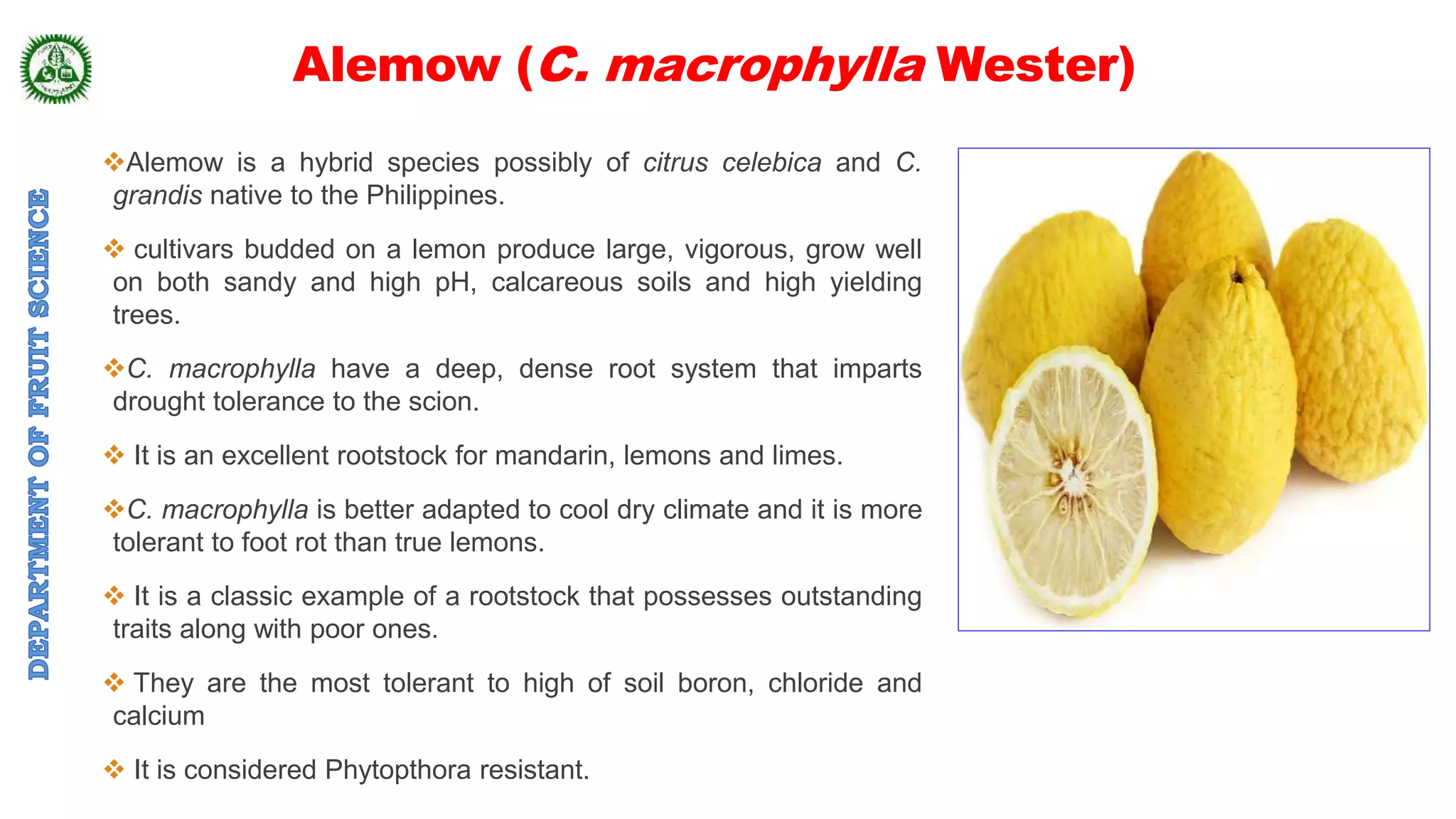 Rootstock For Tropical and Subtropical Fruit Crops.pptx