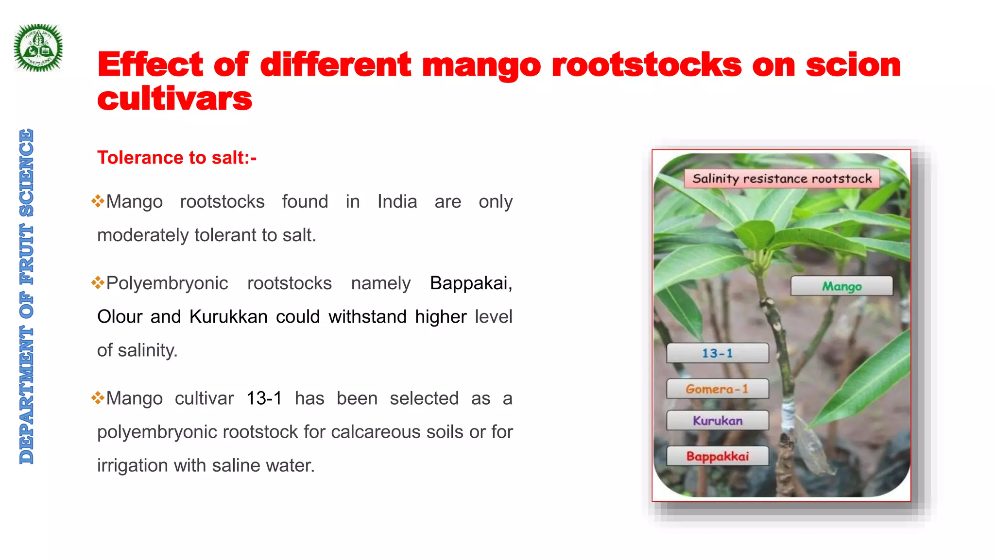Rootstock For Tropical and Subtropical Fruit Crops.pptx