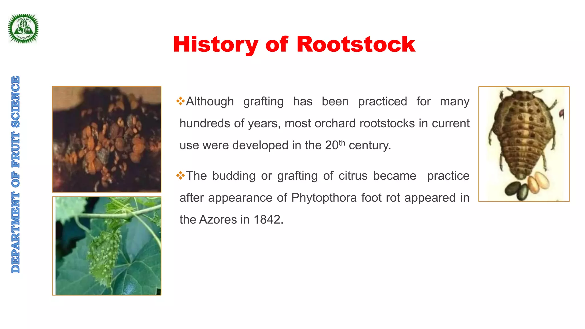 Rootstock For Tropical and Subtropical Fruit Crops.pptx