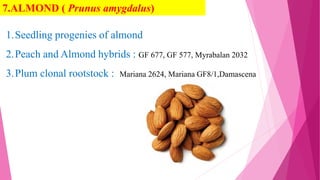 Rootstock of temperature fruits | PPTX
