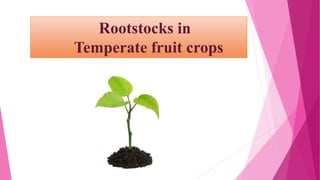 Rootstock of temperature fruits | PPTX