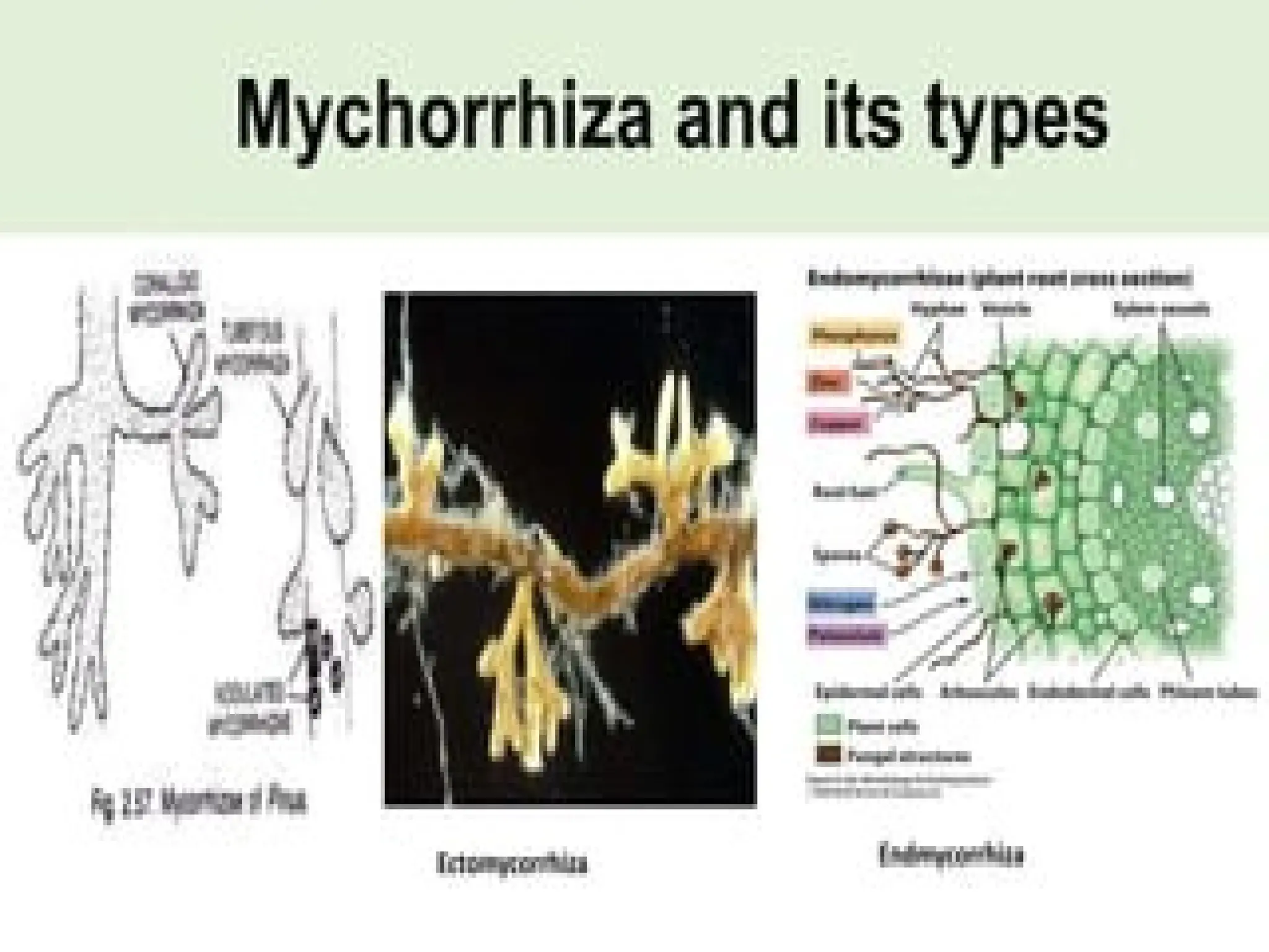 Root structure plant physiology-501.pptx