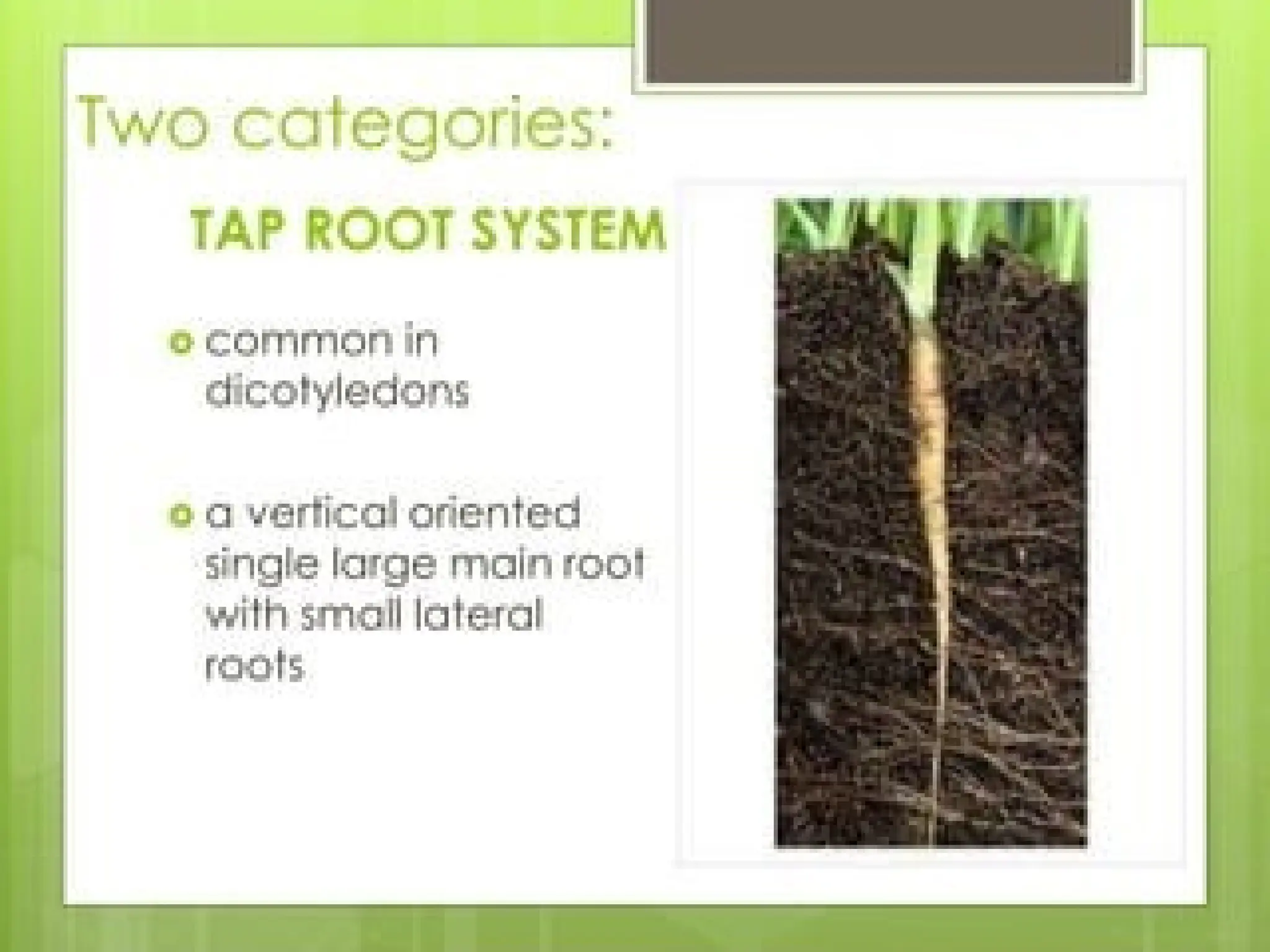 Root structure plant physiology-501.pptx