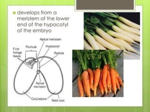 Root structure plant physiology-501.pptx