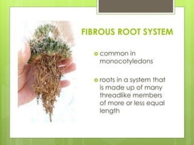 Root structure plant physiology-501.pptx