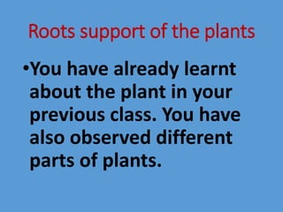 Root support the plants.pptx