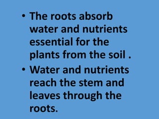Root support the plants.pptx