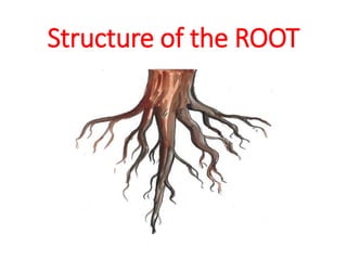 Root support the plants.pptx