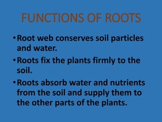 Root support the plants.pptx