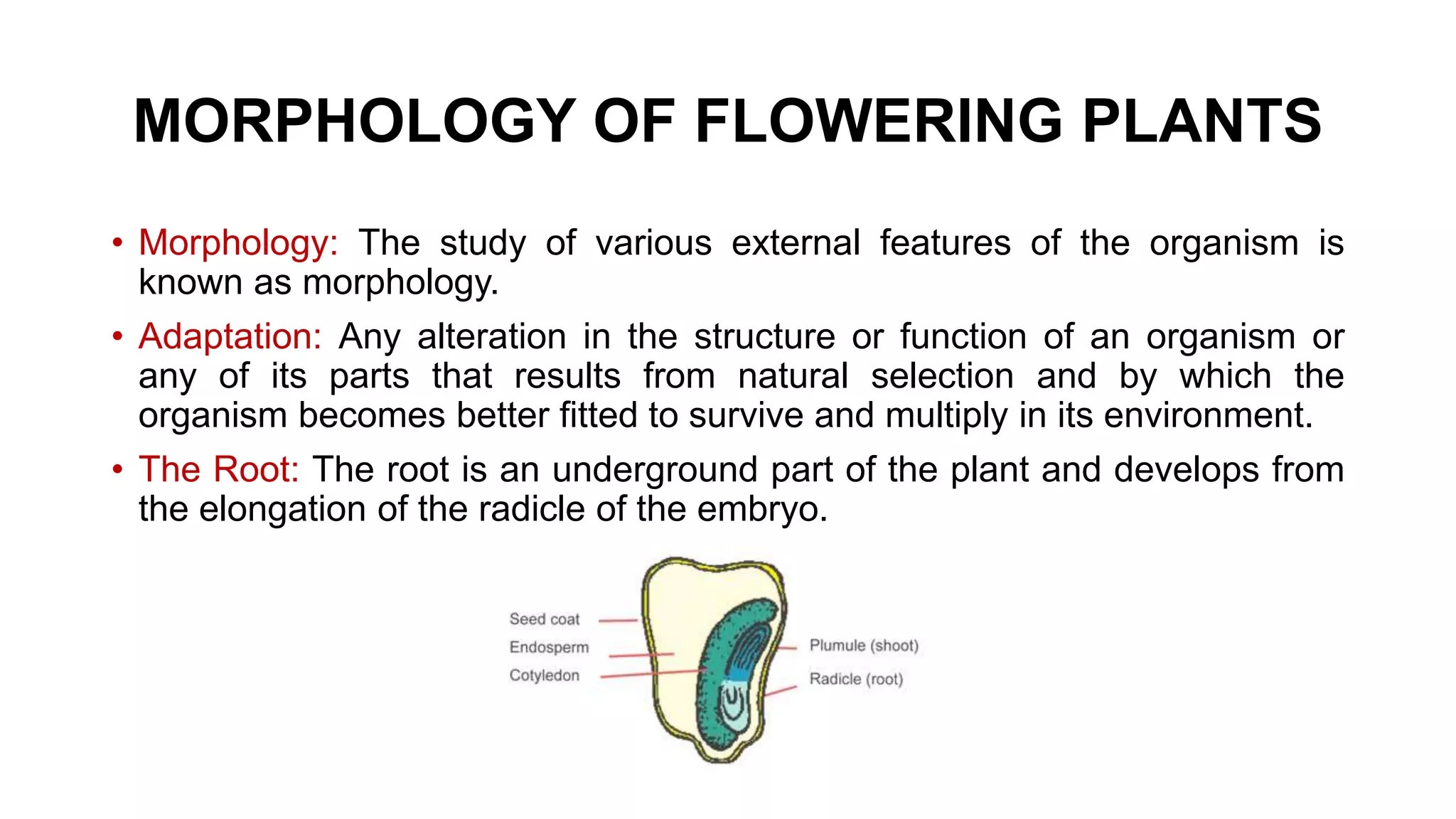 Root System.pptx