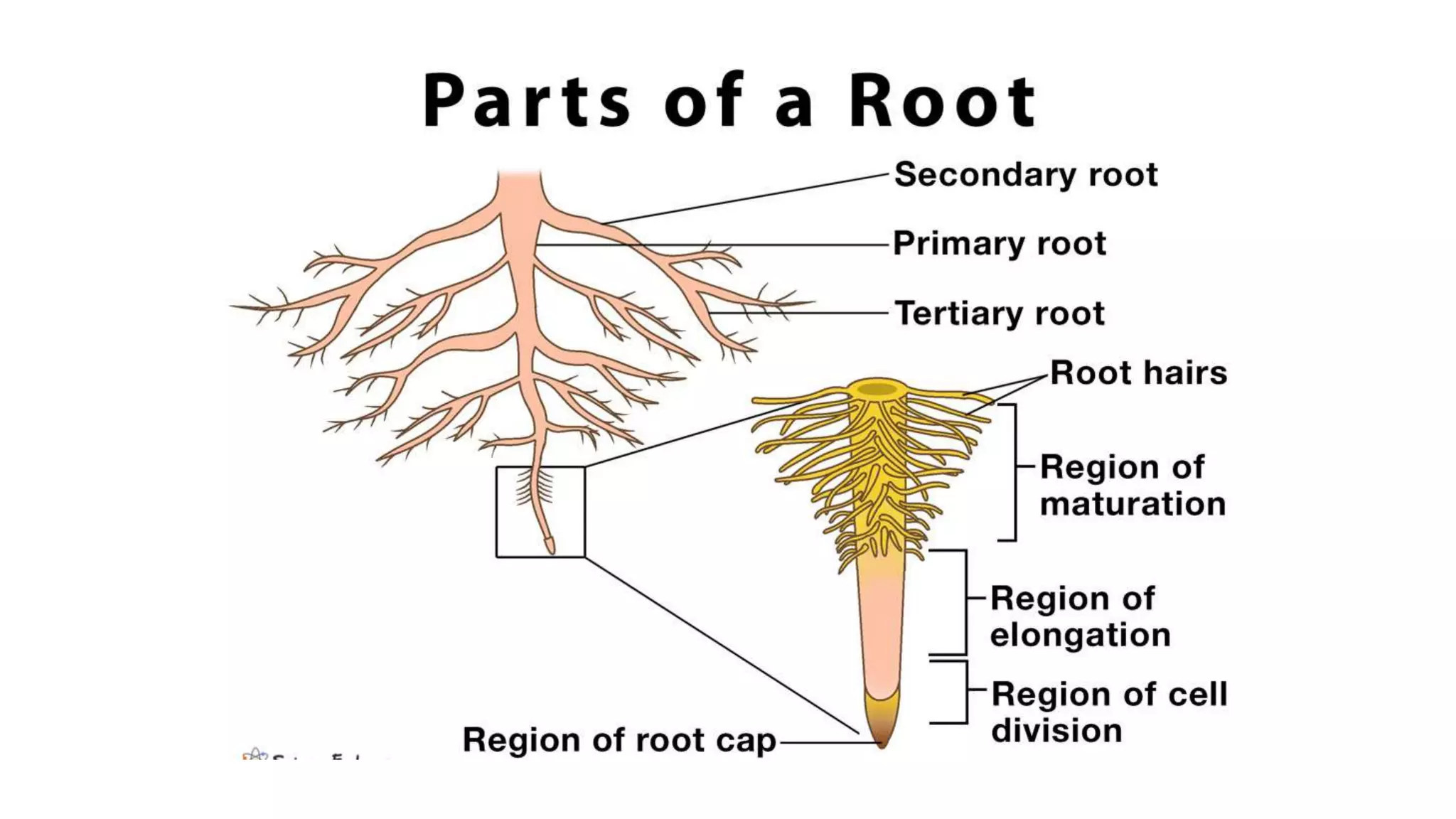 Root System.pptx