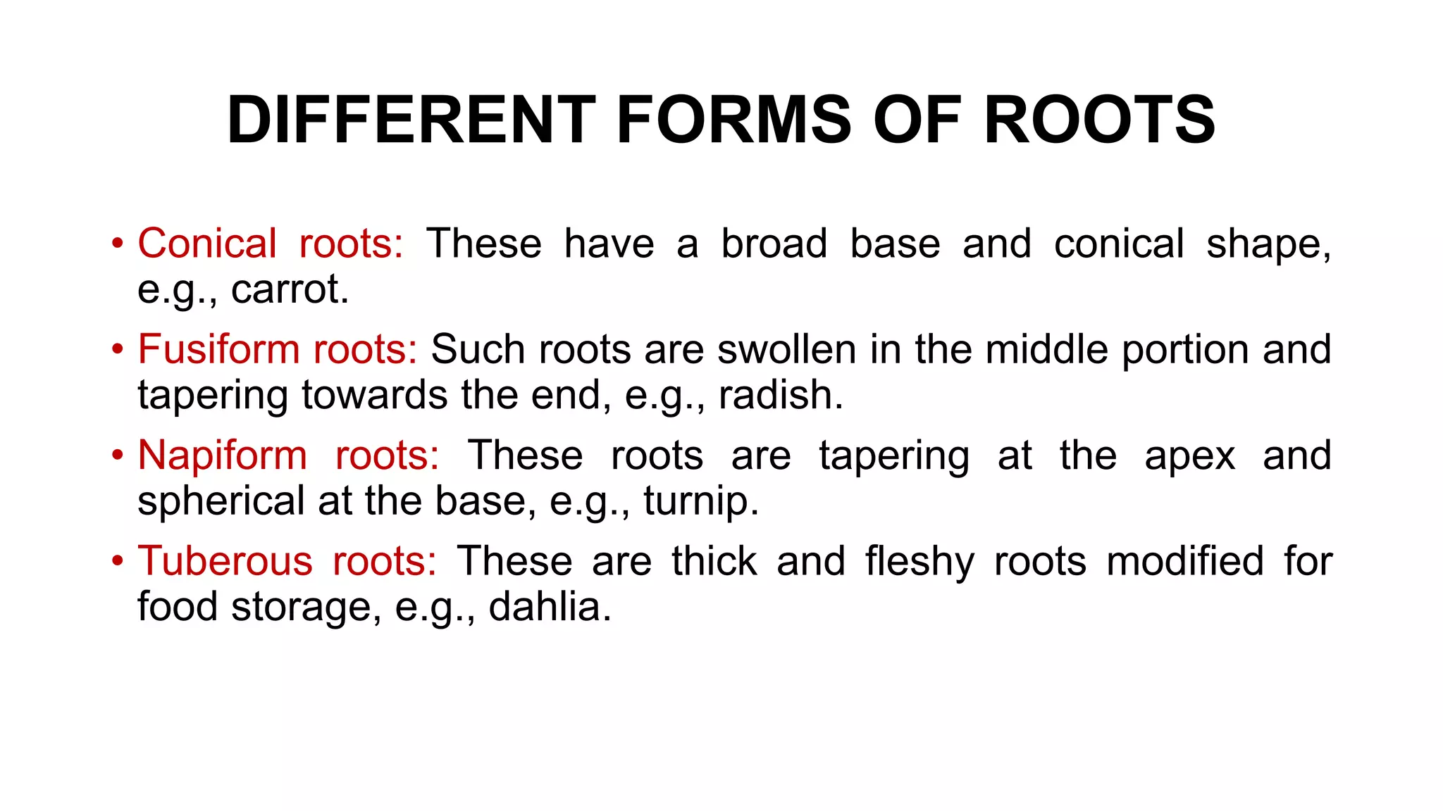 Root System.pptx