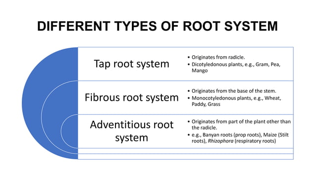 Root System.pptx