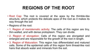 Root System.pptx