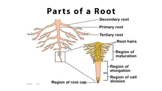 Root System.pptx